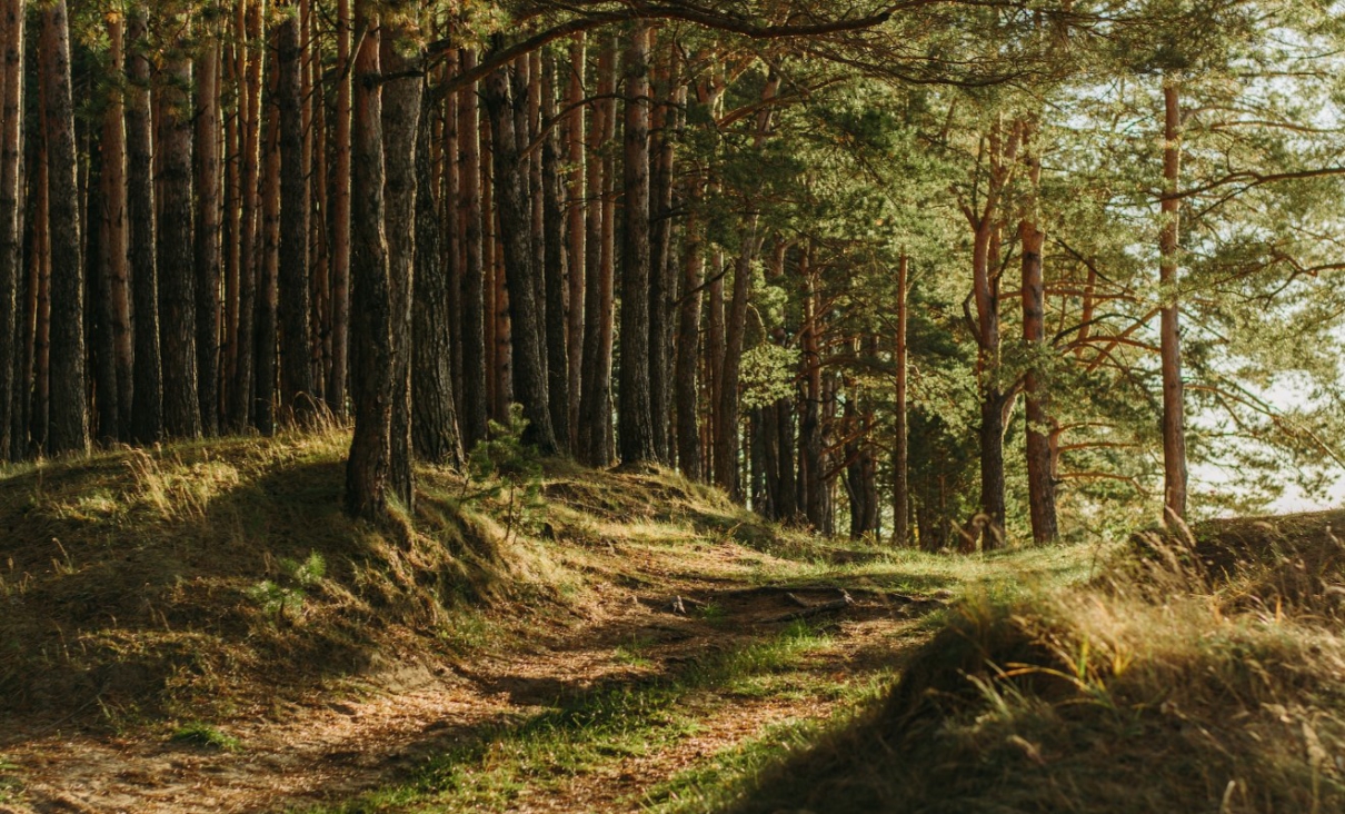 10 Nama Hutan Lindung di Riau Beserta Lokasi Spesifiknya
